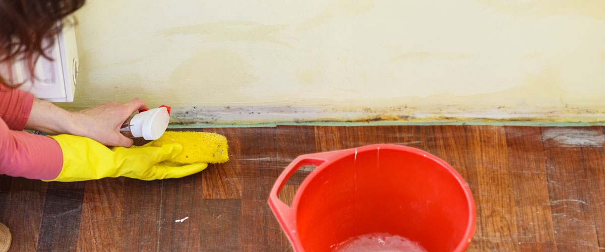 S.O.S. for Homes: Choosing the Right Mold Remediation Contractors!