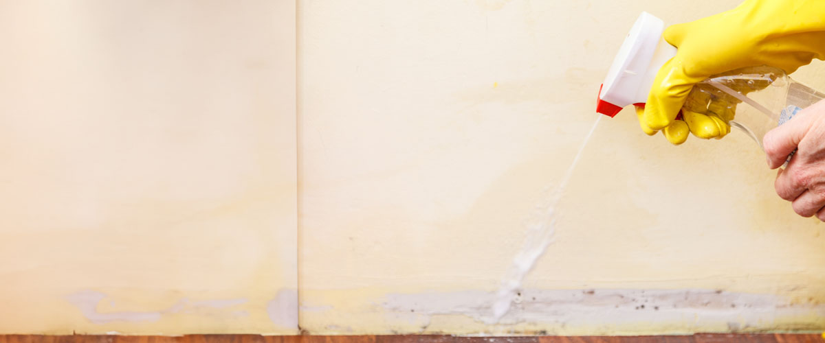 S.O.S. for Homes: Choosing the Right Mold Remediation Contractors!